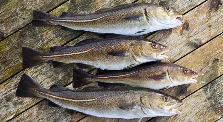 Cá Minh Thái & Cá tuyết Sự Khác Nhau Là Gì? | Nguyên Hà chuyên cung cấp xúc xích, pate, Jambon ...